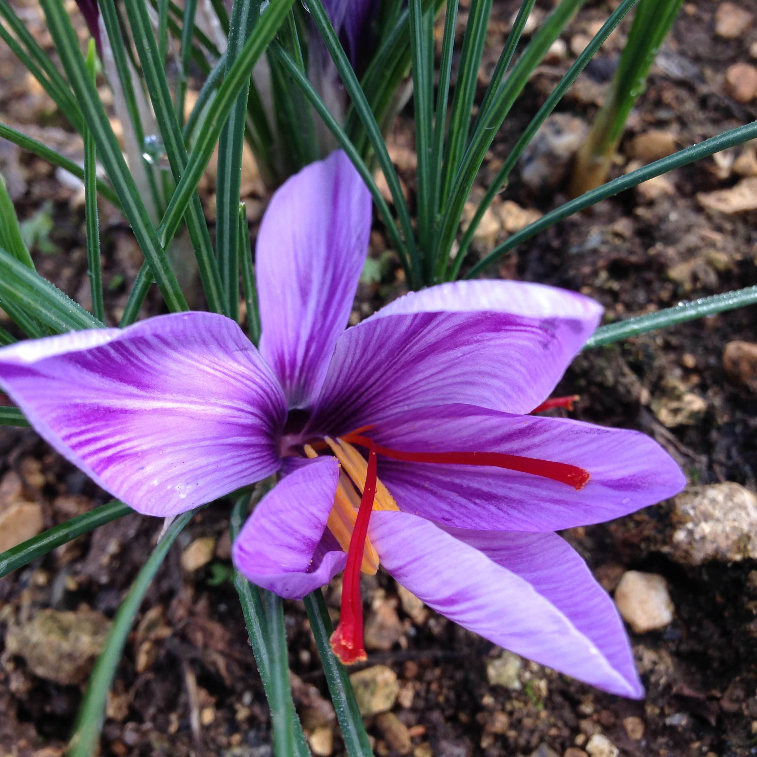 Expérience Safran - Domaine du Châtelard - Hotel restaurant Angoulême